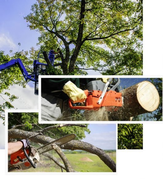 Tree Services - Ravi Tree Cutting Services